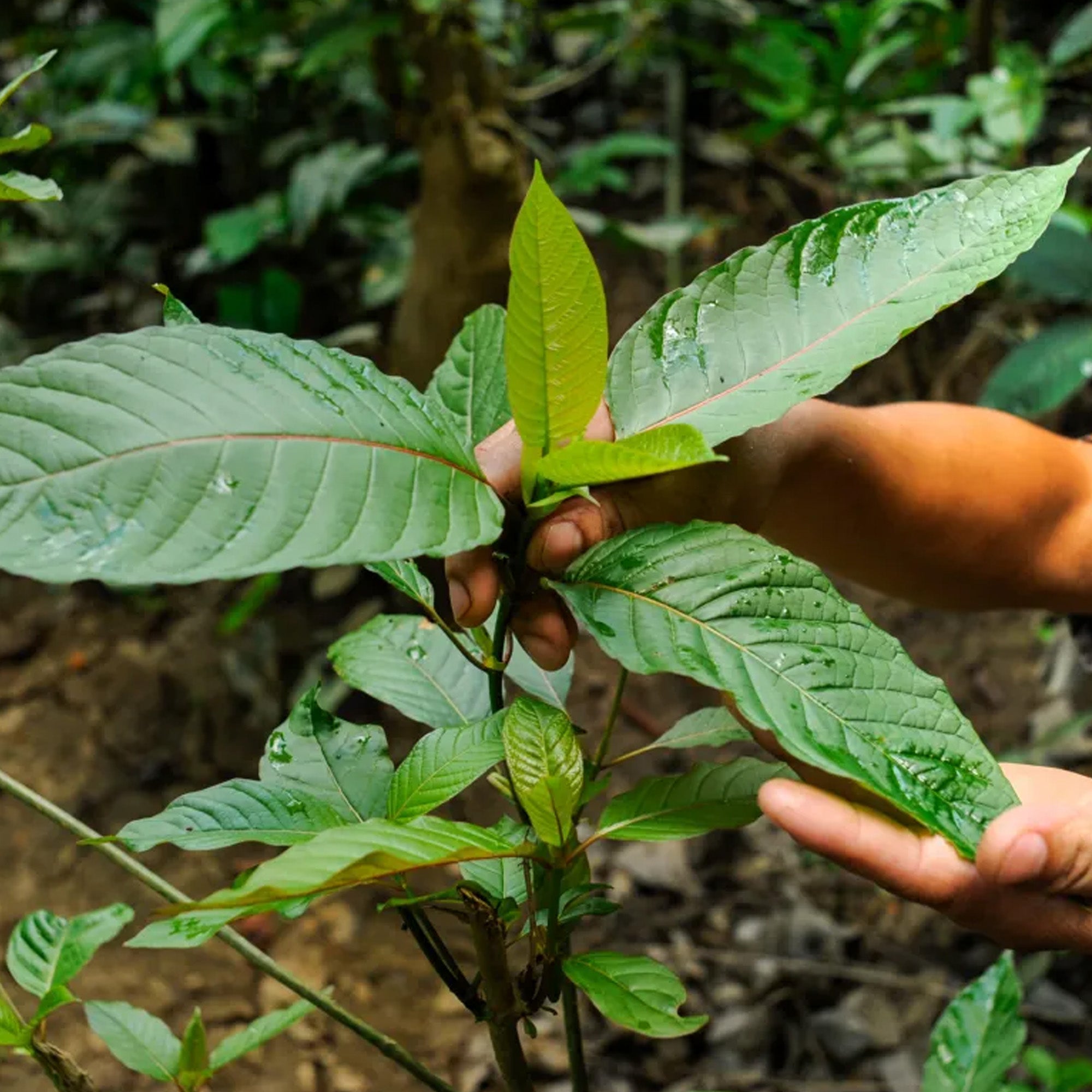 LFG Kratom Shot – King B Distribution